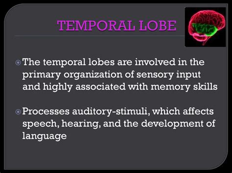 Brain Development In The Early Years Ppt Download