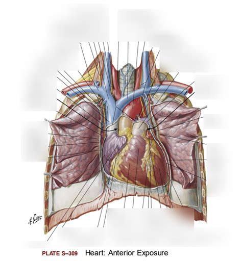 Superior Mediastinum Diagram Quizlet