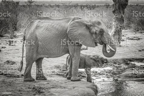 케냐 차보 국립공원에서 아기를 안고 물을 마시는 코끼리 엄마 0명에 대한 스톡 사진 및 기타 이미지 0명 관목 국립공원 Istock
