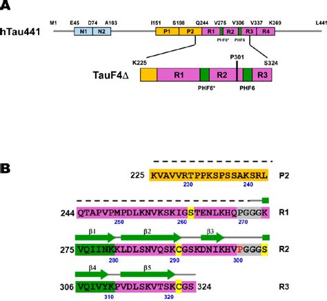 A The Domain Architecture Of The Longest Isoform Of The Human Tau