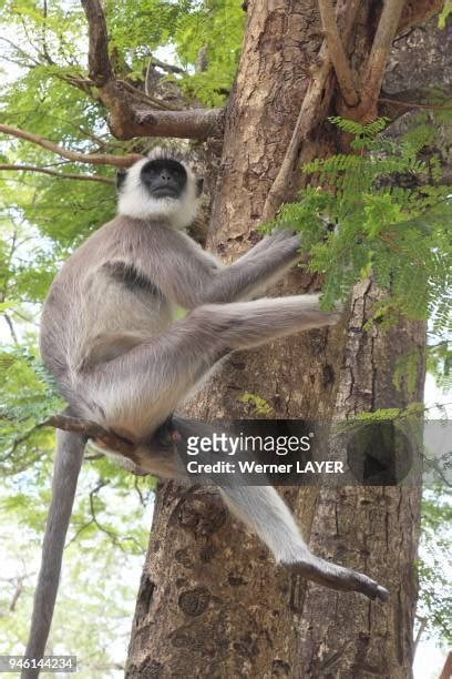 Semnopithecus Priam Photos And Premium High Res Pictures Getty Images