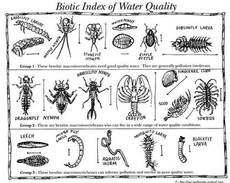 Macroinvertebrates Audubon Vermont
