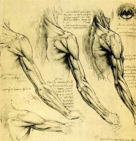 Leonardo Da Vincis Incredible Studies Of Human Anatomy Still Dont Get
