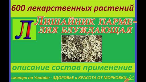 ЛИШАЙНИК ПАРМЕЛИЯ БЛУЖДАЮЩАЯ 600 лекарственных растений - YouTube