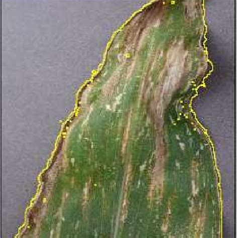 The Entire Leaf Filtered Using The Otsu Threshold Colour Segmentation Download Scientific Diagram