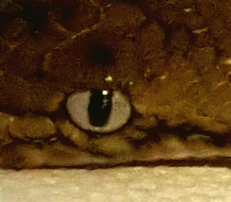 Pin By Frank Culver On Reticulated Pythons Reticulated Python Painting Art