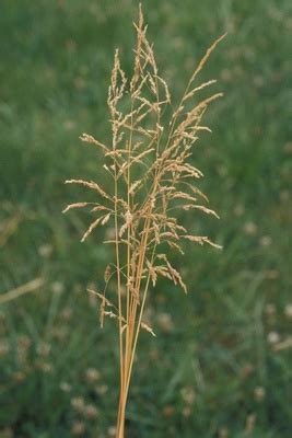 Roughstalk Bluegrass Mizzou Weedid