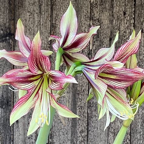 Amaryllis Mystica Hippeastrum Fluwel