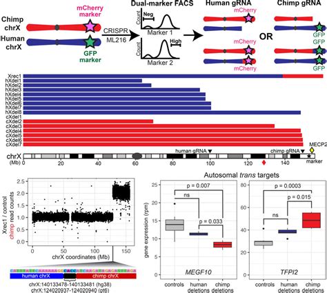 X Chromosome Targeting Generates Recombinant And Deletion Lines For