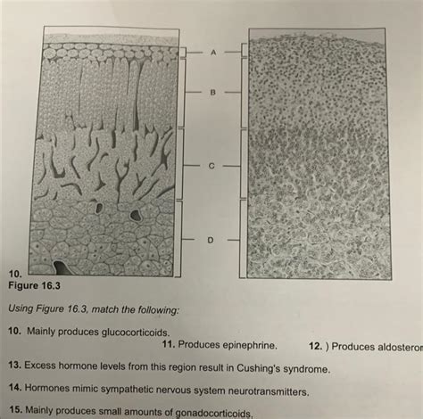 solved using figure 16 3 match the following 10 mainly