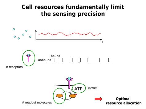 How Can Cells Precisely Measure Time Varying External Signals Giulia Malaguti Ppt