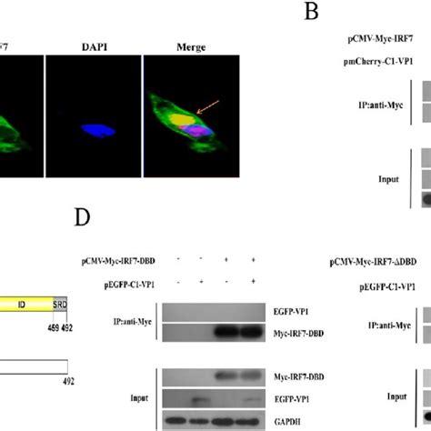 Vp1 Interacts With Irf7 Df 1 Cells Were Cotransfected With Download Scientific Diagram