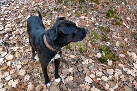 Vista Dallalto Di Una Razza Canina Boxador Allaperto Immagine Stock Immagine Di Carnivoro