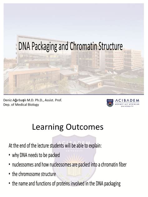 Dna Packaging And Chromatin Structure Pdf Histone Chromatin