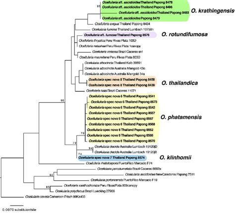 Phenogram Depicting Phylogenetic Relationships Of Ocellularia Species