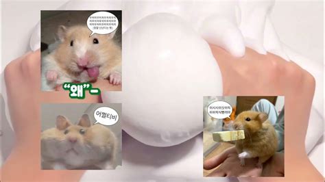 이름 패러디 대소동 햄스터 개그 Youtube