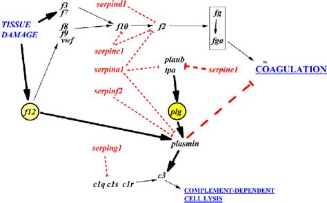 Simplified Scheme Of The Complement And Coagulation Cascades Kegg
