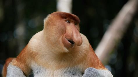 Proboscis Monkey Species Spotlight