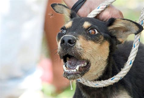 Three More Rabies Deaths In Sarawak The Star