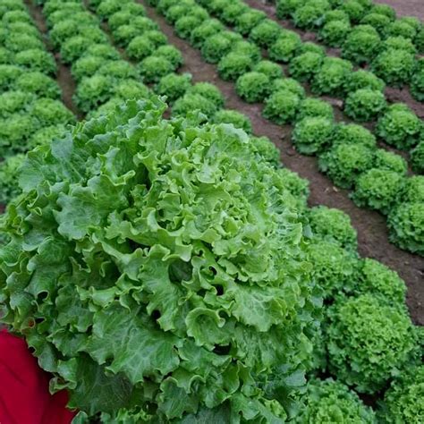 Благодаря на всички над 5000 души които изтеглиха наръчника “Тайните на едрите и вкусни домати