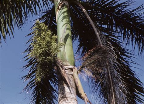 Roystonea Arecaceae Image 10480 At