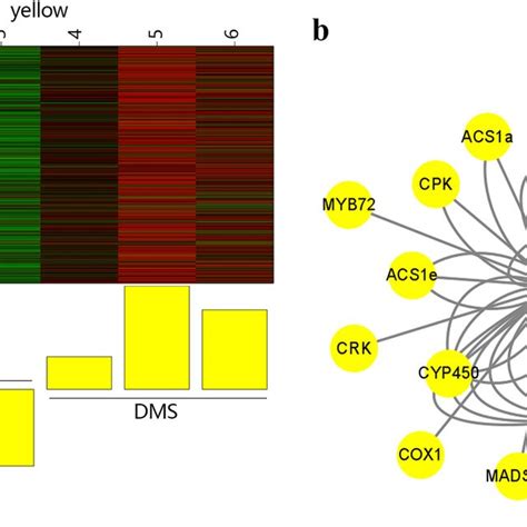 Visual Network Analysis Of Gene Expression Patterns And Candidate Hub Download Scientific