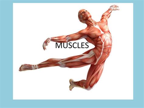Muscles Pptx