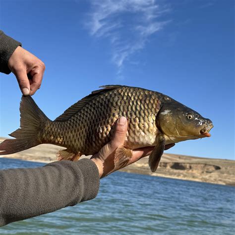 الصياد والبرية