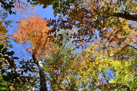 Bright Orange Sugar Maple And American Beech Along Killbear S Lookout