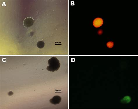 Colony Formation In The 16hbe B And 16hbe S Cells A 16hbe B Colony