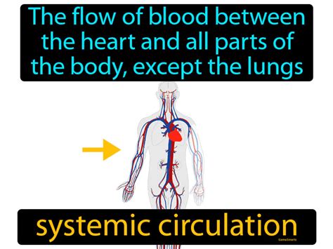 Systemic Circulation Definition And Image Flippy