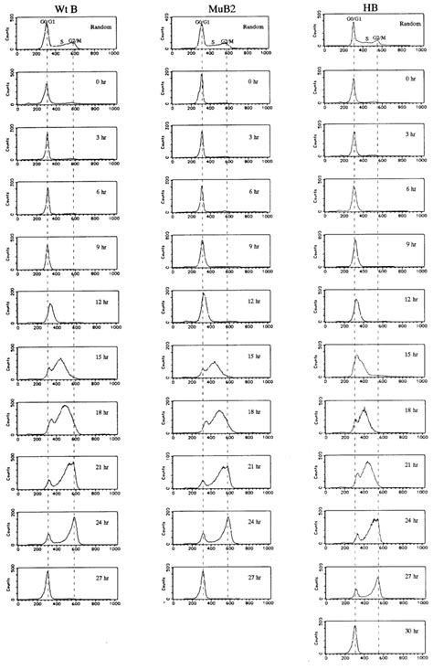Cell Cycle Analyses Of B Wtb B Mub2 And B Hb Cells By Flow Cytometry