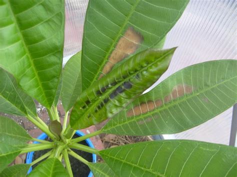 Forum Leaf Problems Again