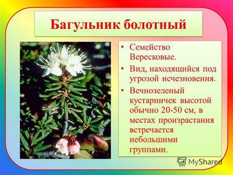 Багульник: лечебные свойства и применение