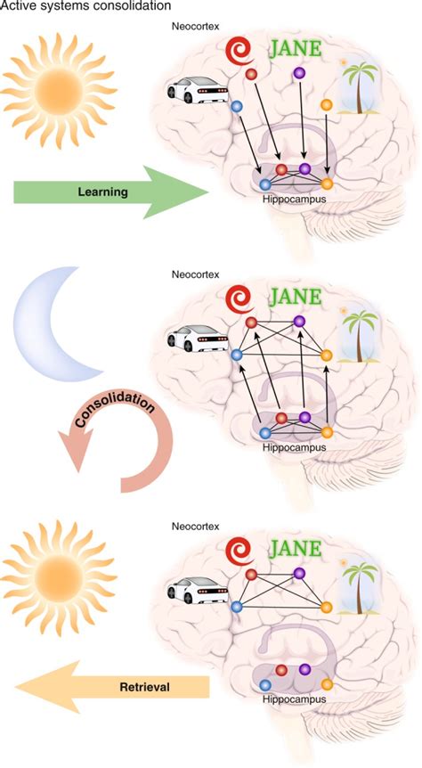 Neurochemical mechanisms for memory processing during sleep: basic ...