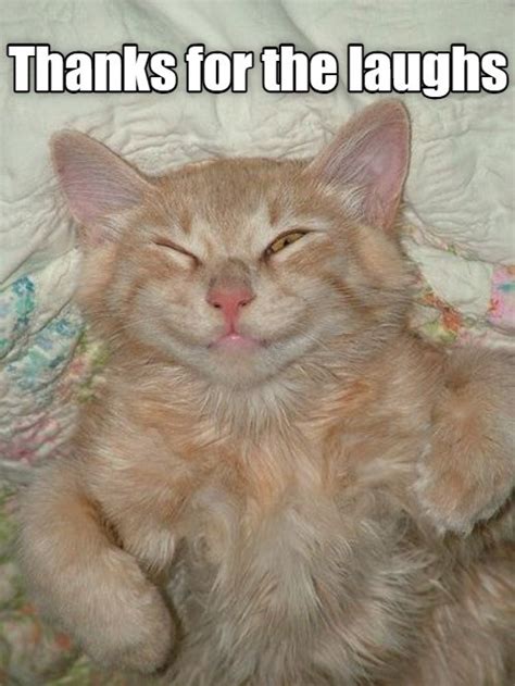 Woohoo Lolcats Hp Congrats Lolcats Lol Cat Memes Funny