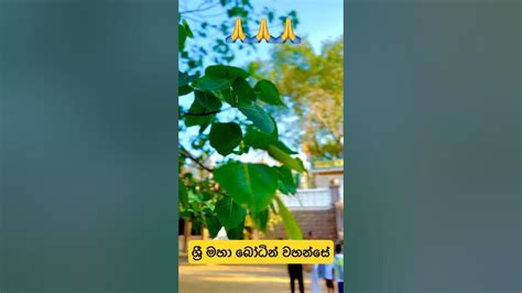 හරිම ලස්සන දසුනක් 🌼🌺🌸☸️🙏 ශ්‍රී මහා බෝධින් වහන්සේ 🌺☸️🙏🌼 Youtube