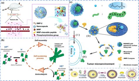 Stimuli Responsive Peptide Assemblies Design Self Assembly
