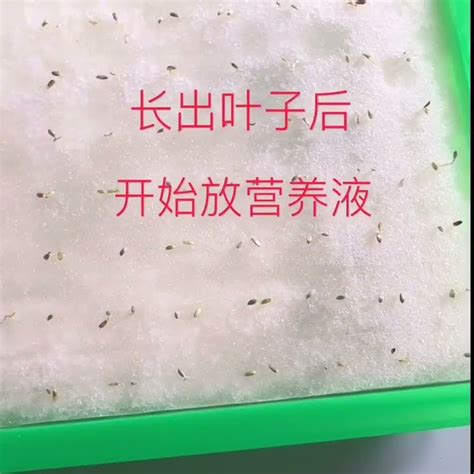 가정용 식물 수경 재배기 스마트팜 상추 야채 채소 재배 키우기 Youtube