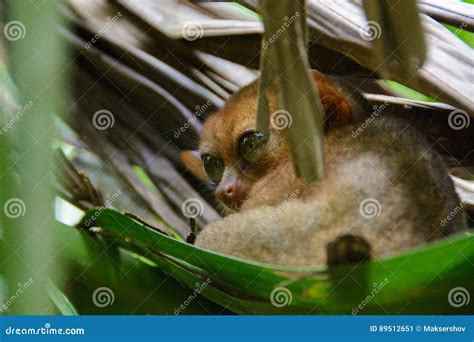 Slow Loris On Bohol Island Philippines Stock Image Image Of Wildlife