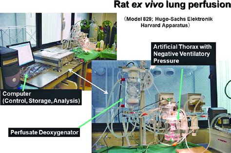 Rat Ex Vivo Lung Perfusion Evlp System Download Scientific Diagram