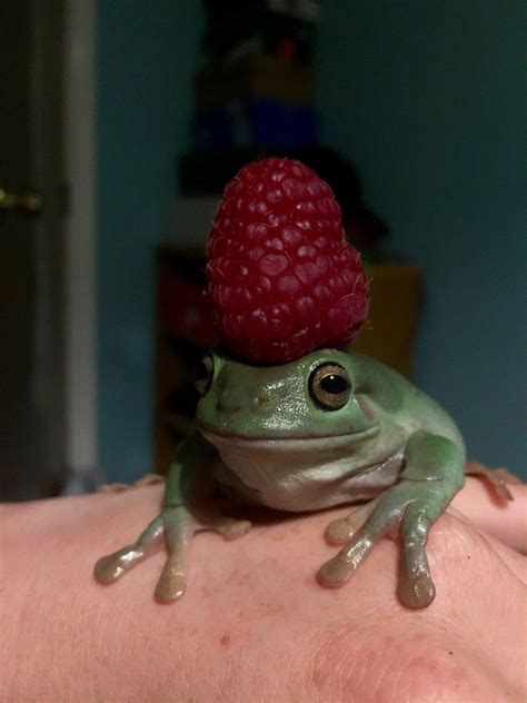 Dumpy Tree Frog Balancing Between Two Plants Artofit