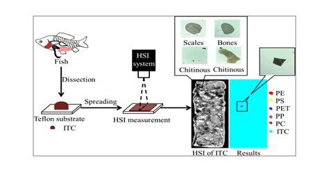 Hyperspectral Imaging Based Method For Rapid Detection Of Microplastics In The Intestinal Tracts