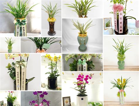 축하난 화분 문구 가격 배달 안내 정성꽃배달 전국 꽃바구니 꽃배달 화환 화분