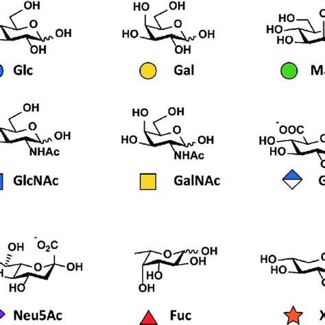 1 Nine Common Monosaccharides In Mammalian Cells Download Scientific