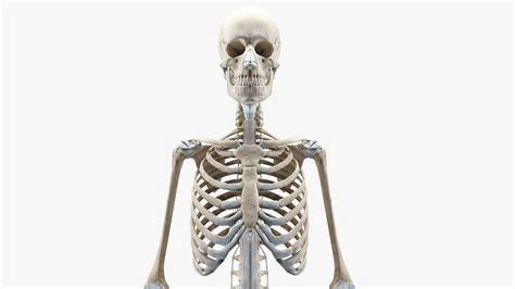 Anatomically Accurate Human Skeleton 3d Model Cgtrader