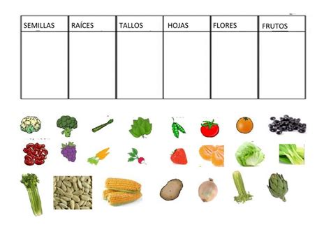 Partes De Las Plantas Que Nos Comemos Worksheet Homeschool