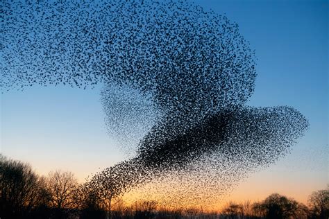 The Wonder Of Spring Migration In Gibraltar