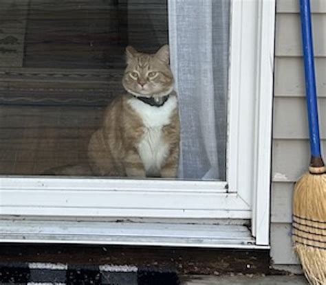 How To Stop Saying Stupid Things Starring Jack The Cat Laura Eiman Confidence Coach For Women