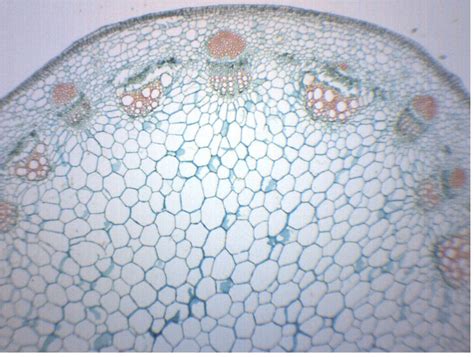Dicot Stem Cross Section Prepared Microscope Slide 75x25mm Klm